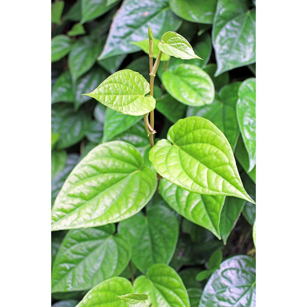 Betal Leaf Plant – Chillatai