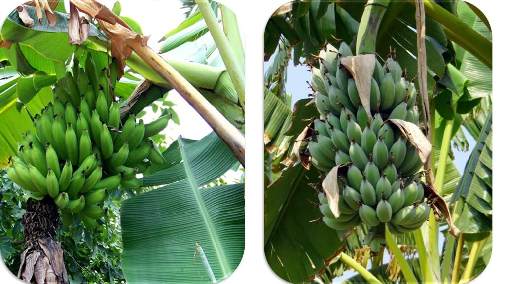 Chillatai Best Collection of 5 Varieties Banana Plants Red Banana ...